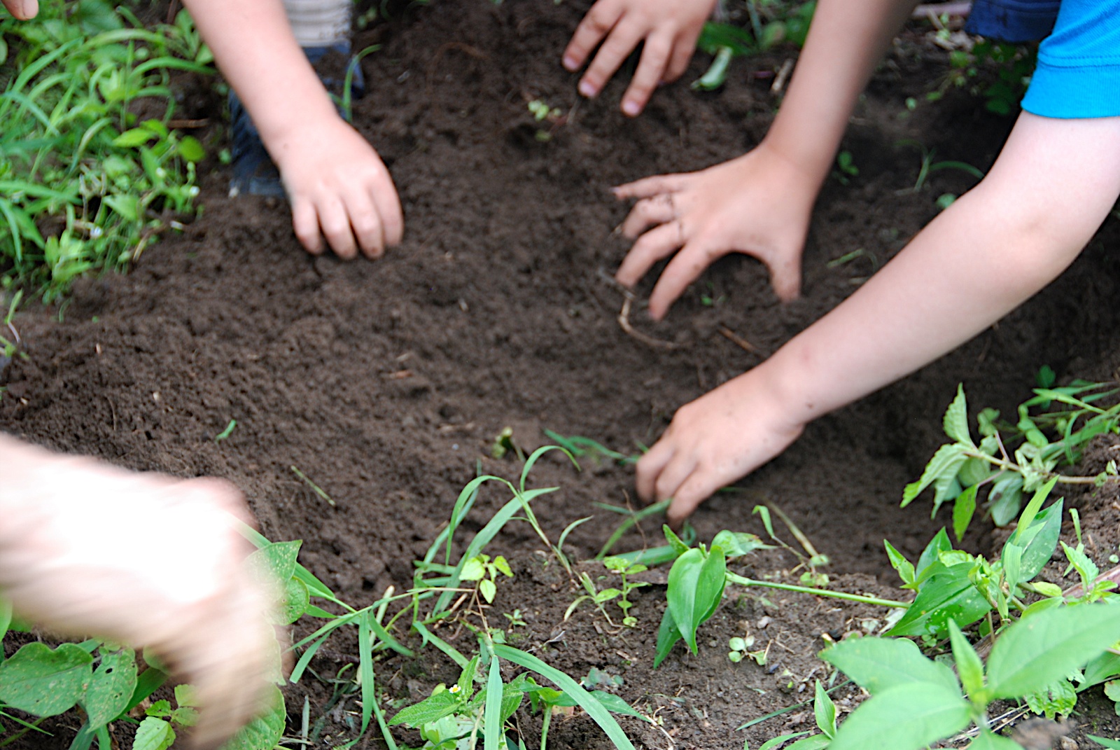 Digging Potatoes – Learning to Eat